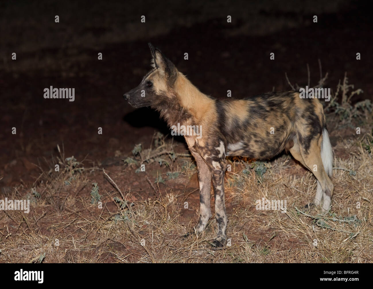 African Wild Dog or Cape Hunting Dog (Lycaon pictus Stock Photo - Alamy