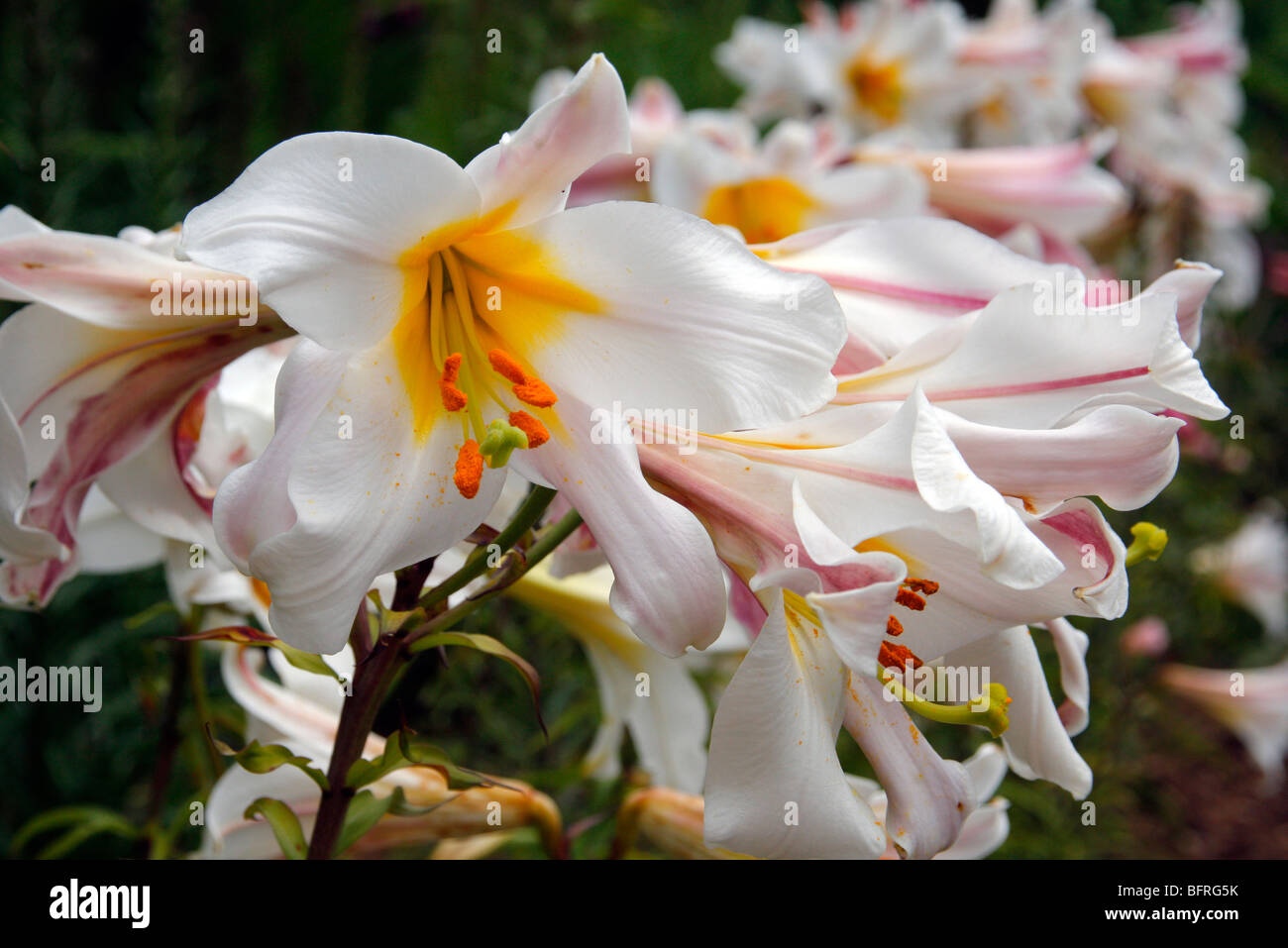 Lilium Regale High Resolution Stock Photography and Images - Alamy