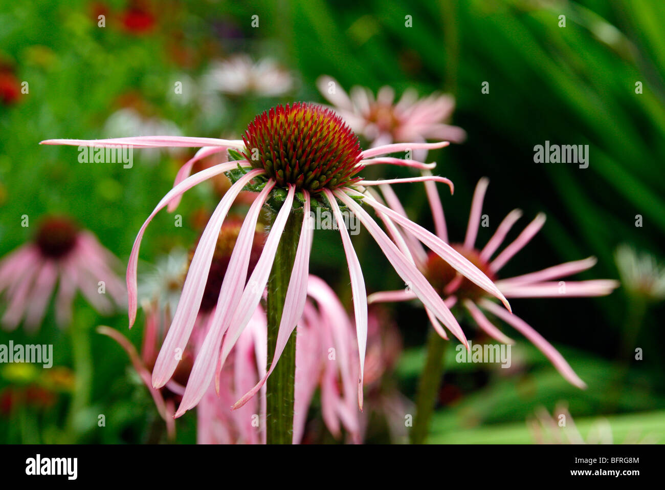 Echinacea pallida hi-res stock photography and images - Alamy