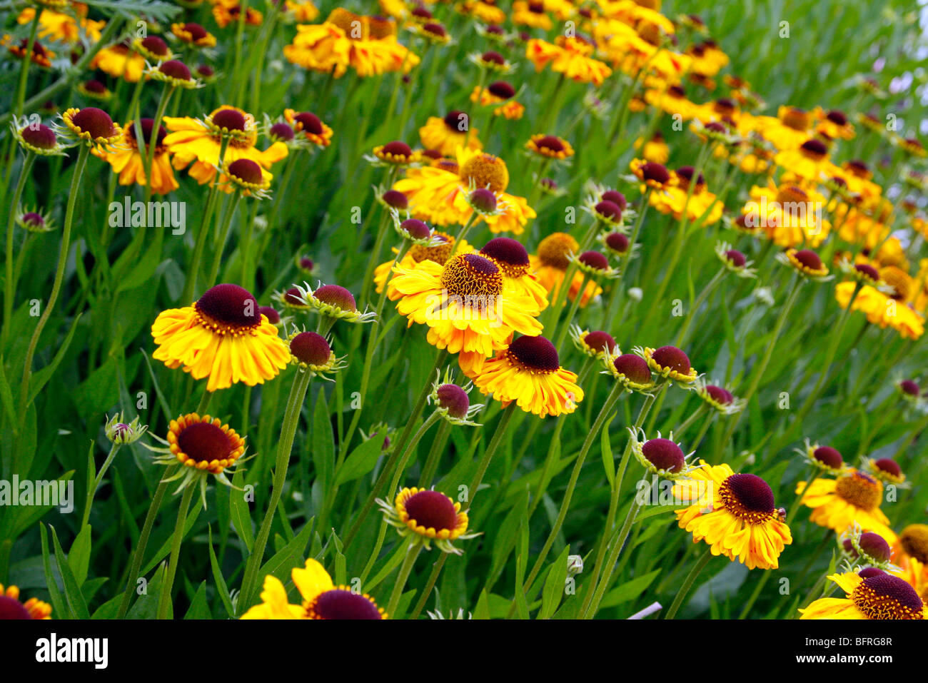 Helenium Wyndley High Resolution Stock Photography and Images - Alamy