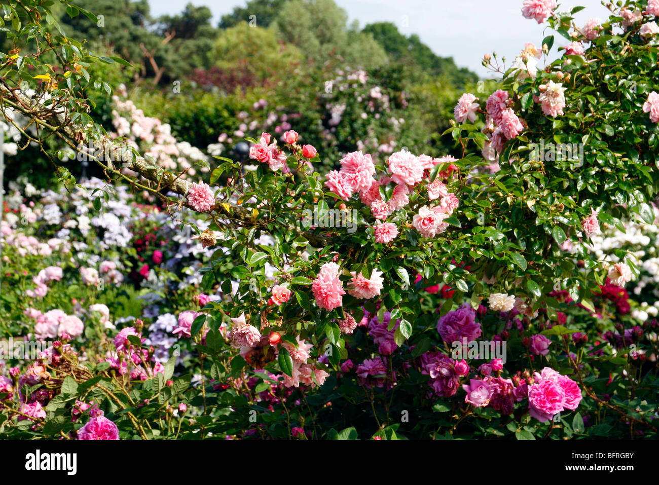 Paul rose hi-res stock photography and images - Alamy