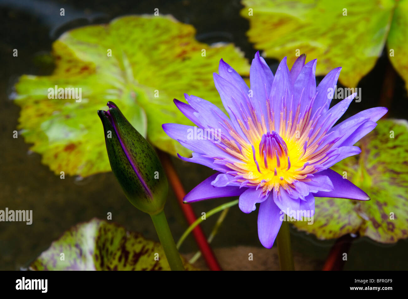 How to grow lotus flower hi-res stock photography and images - Alamy