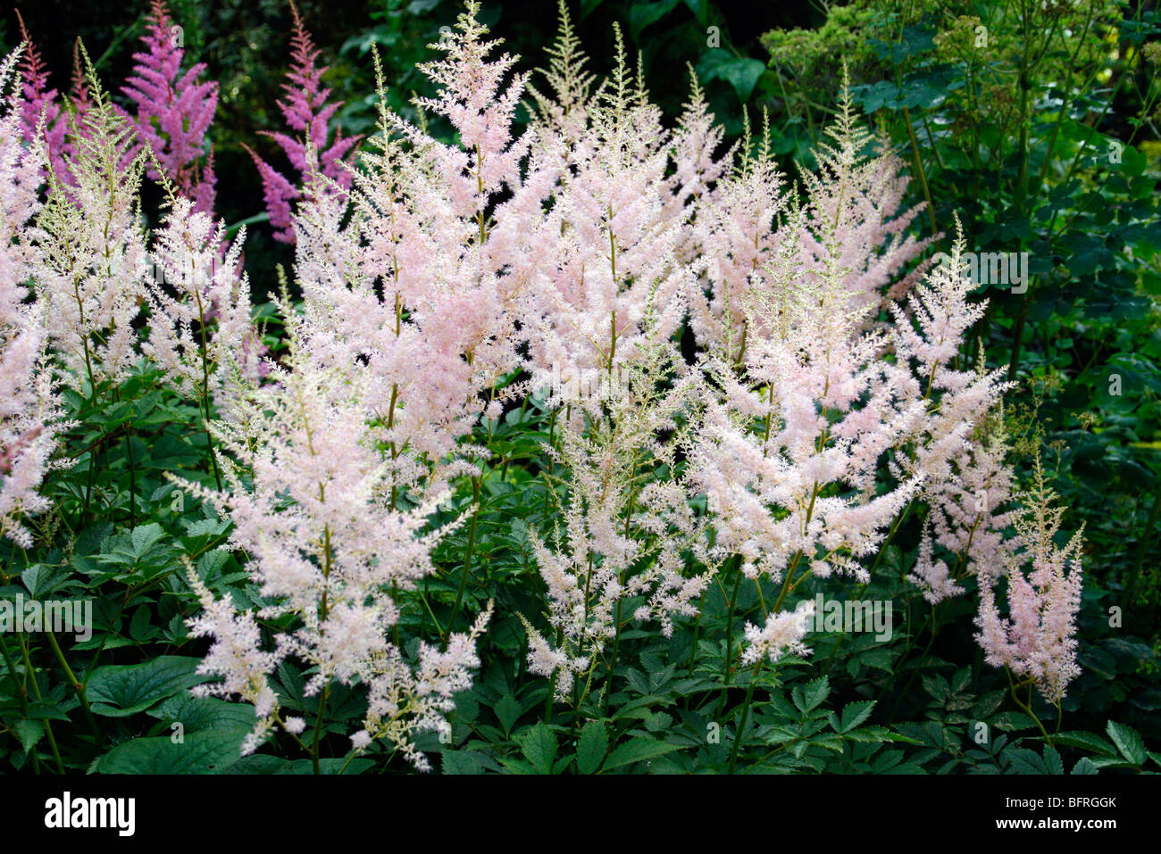 Venus summer hi-res stock photography and images - Alamy