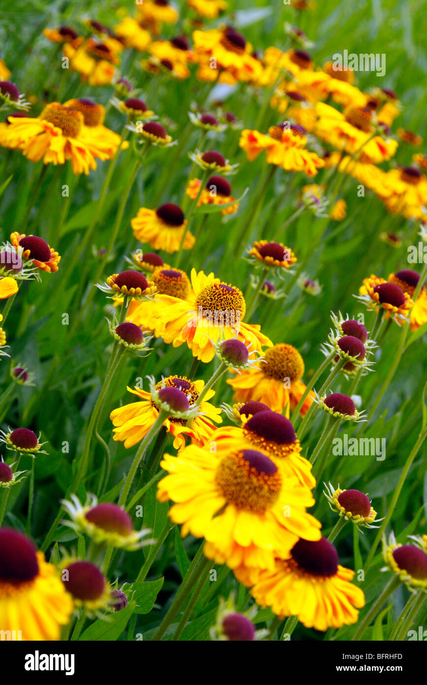 Wyndley hi-res stock photography and images - Alamy