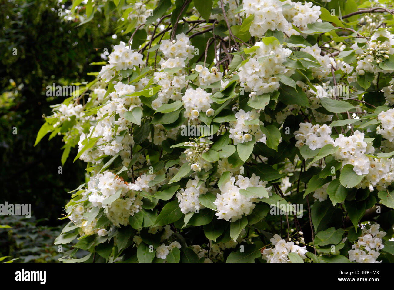 Hoheria hi-res stock photography and images - Alamy