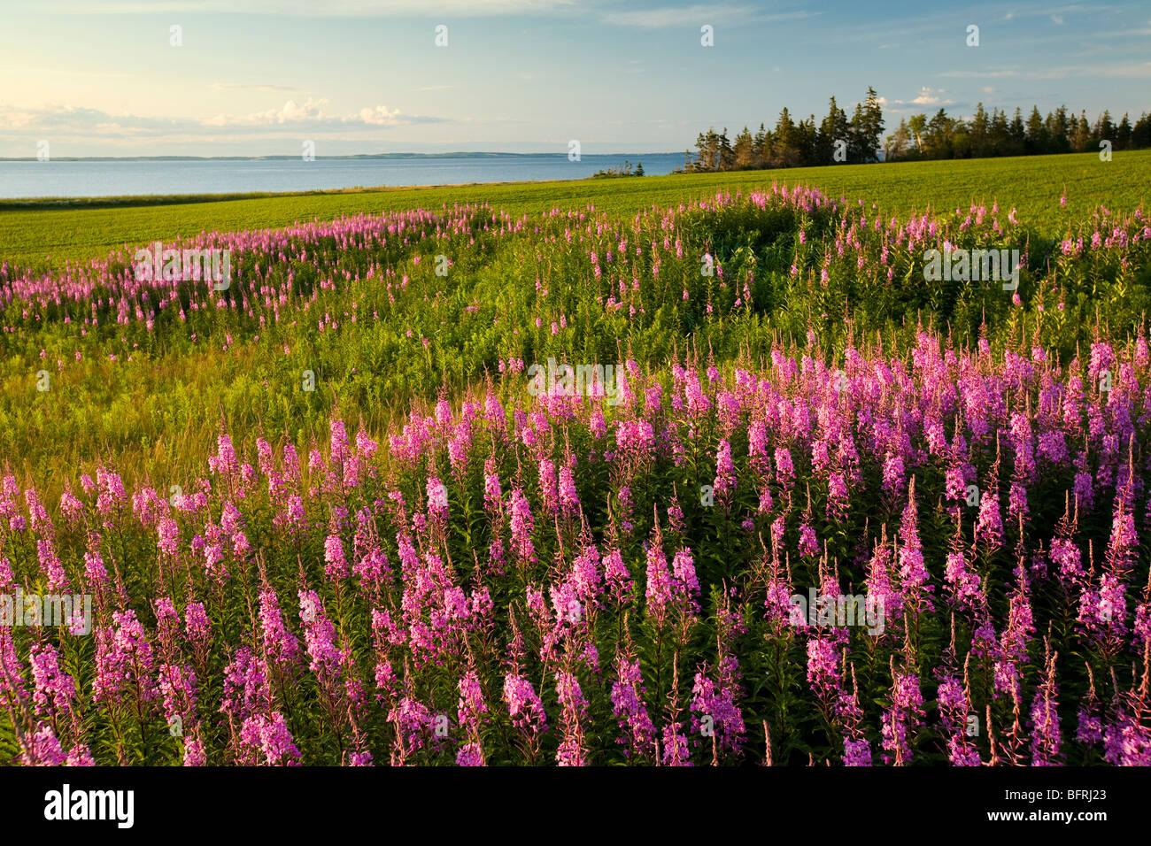 Prince edward island hi-res stock photography and images - Alamy
