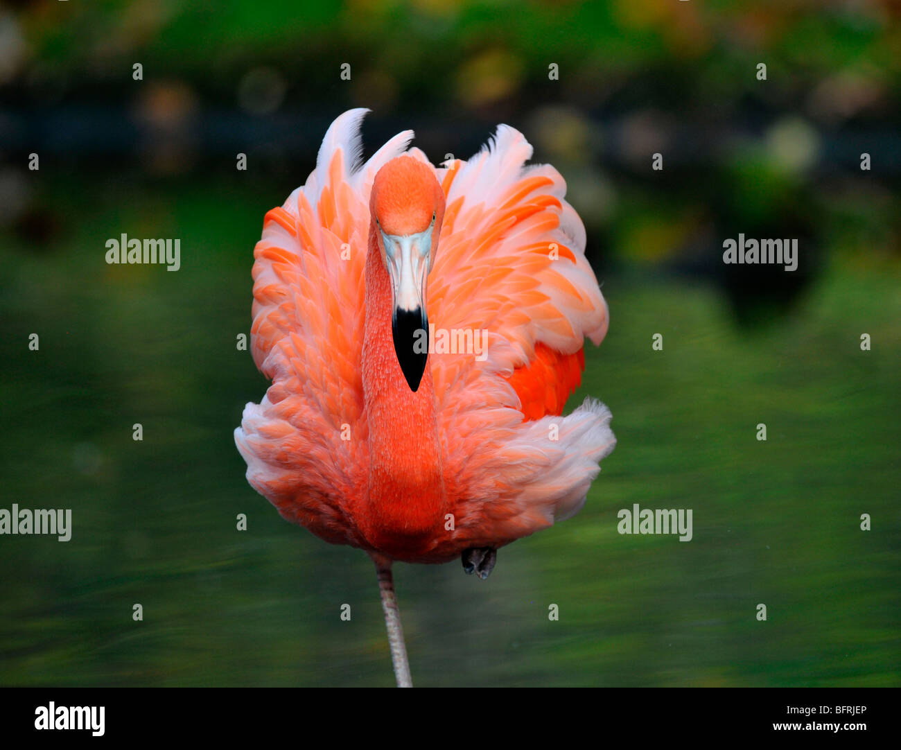 Dancing american flamingo hi-res stock photography and images - Alamy