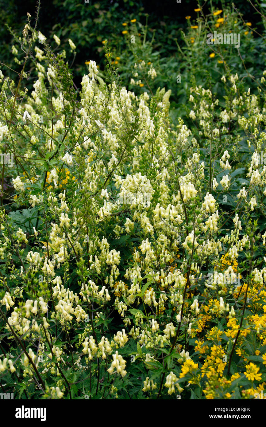 Species yellow hi-res stock photography and images - Alamy