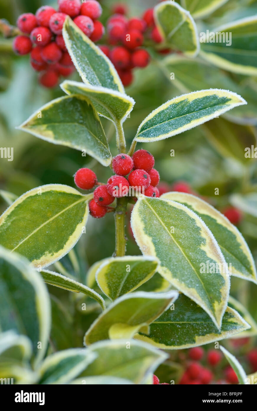 ILEX ALTACLERENSIS GOLDEN KING HOLLY Stock Photo - Alamy