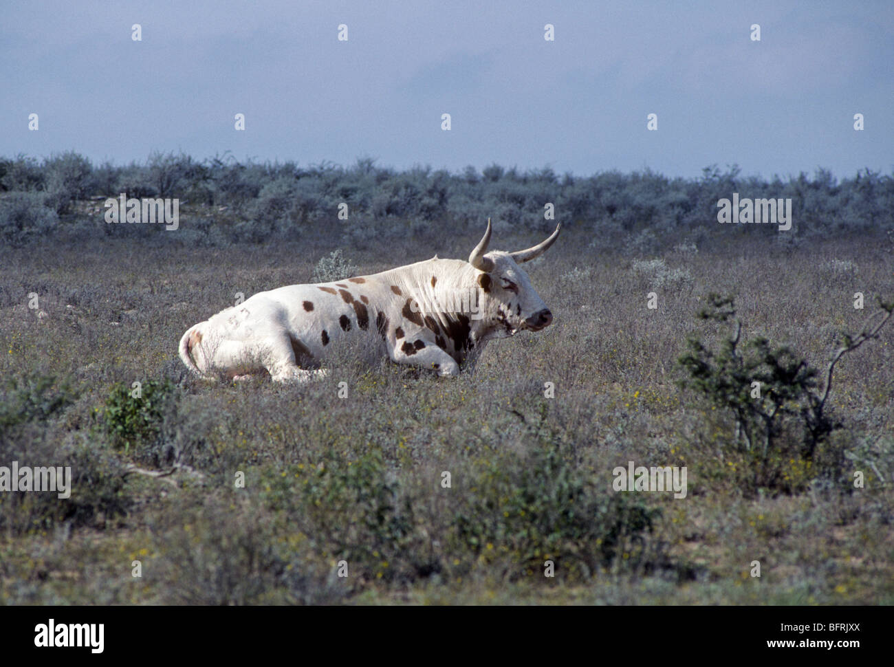 A 2000 pound Texas longhorn bull sleeping in a pasture in West Texas ...