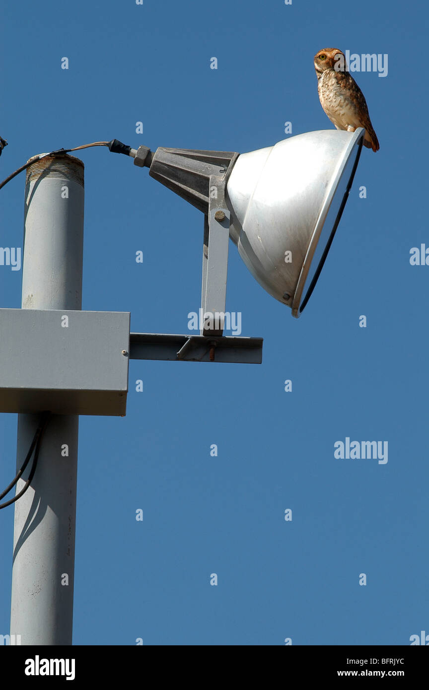 The owl on the electrical post. Iperó, São Paulo, Brazil 02/11/2009 at ...
