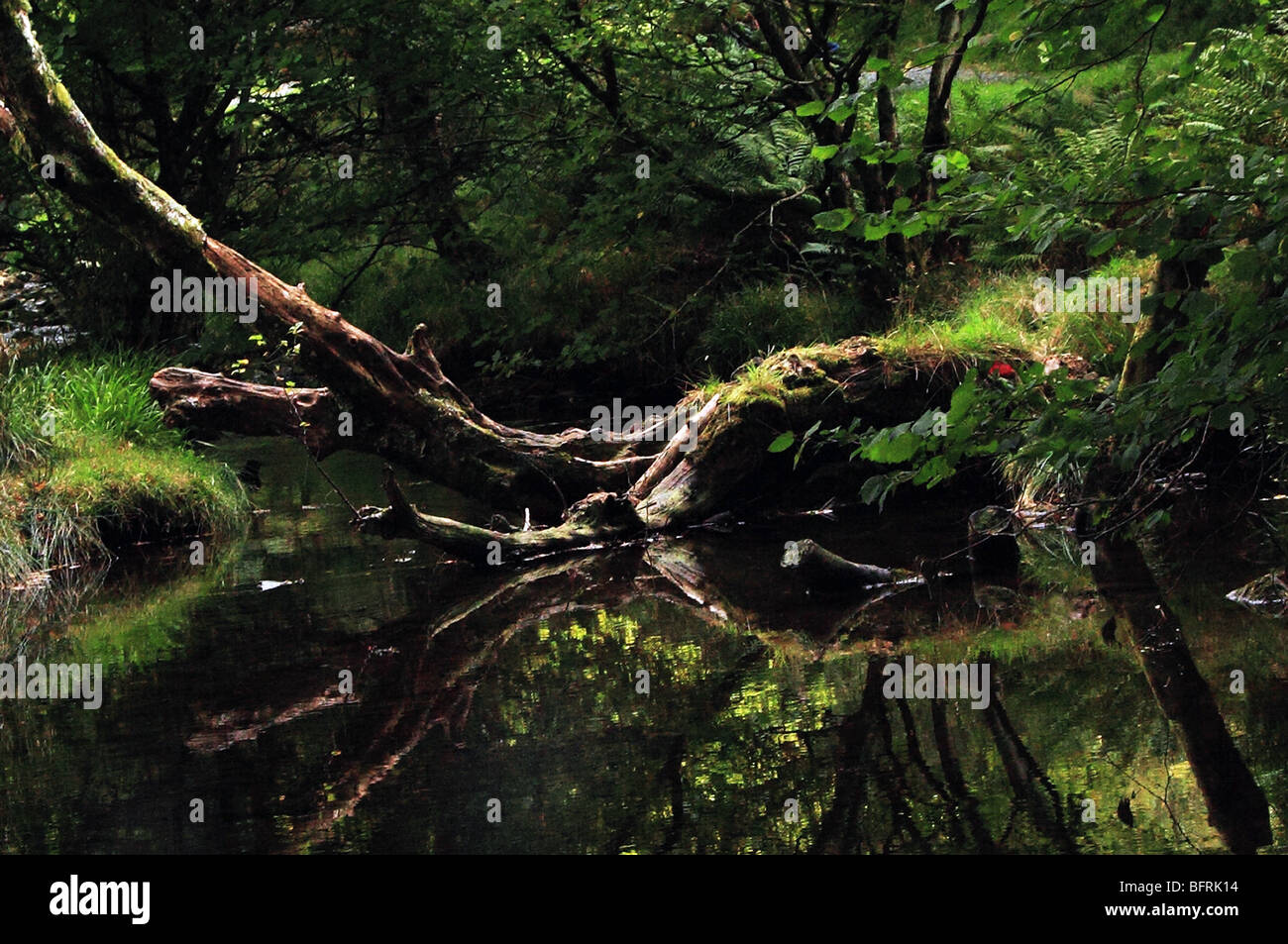 Rotten and fallen tree hi-res stock photography and images - Alamy