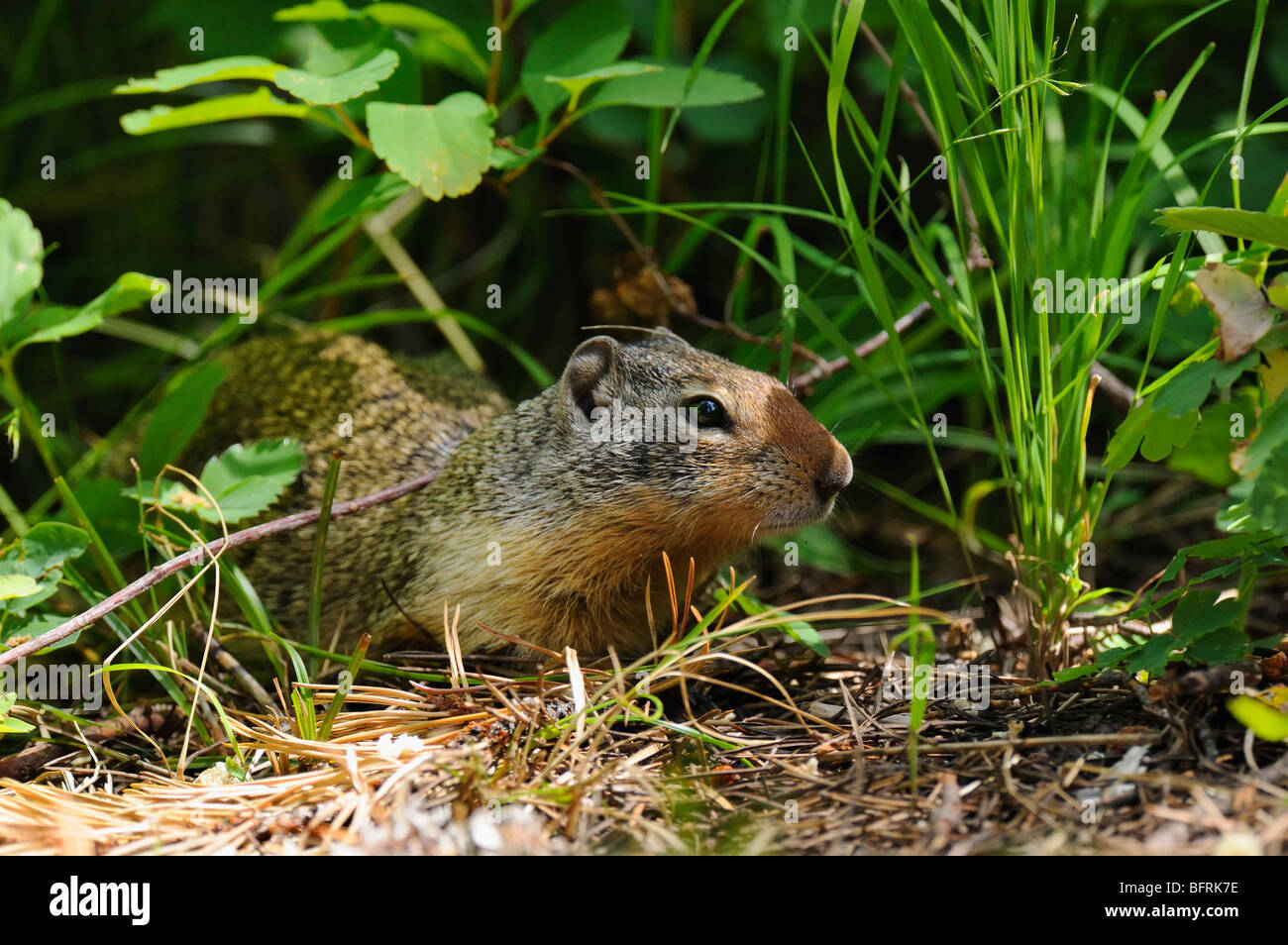 Columbian Ground Squirrel (Spermophilus columbianus) in Glacier ...
