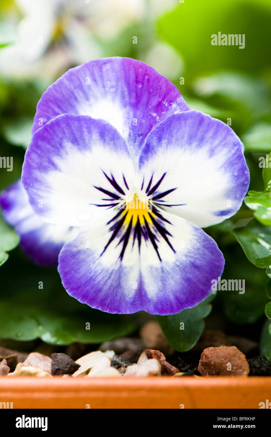 Viola Rocky Purple Swirl Stock Photo - Alamy