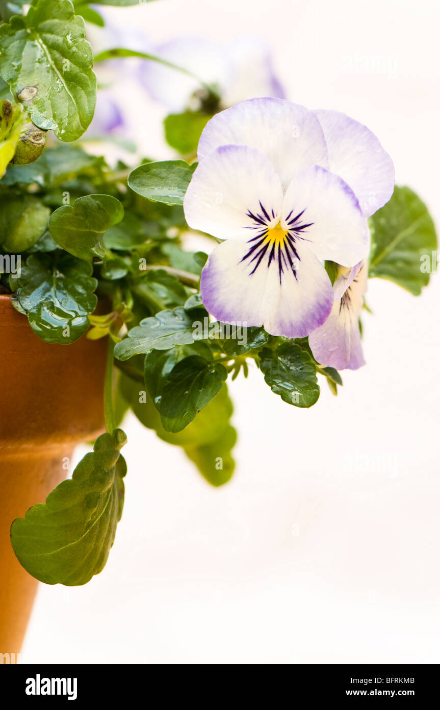 Viola Rocky Purple Swirl Stock Photo - Alamy