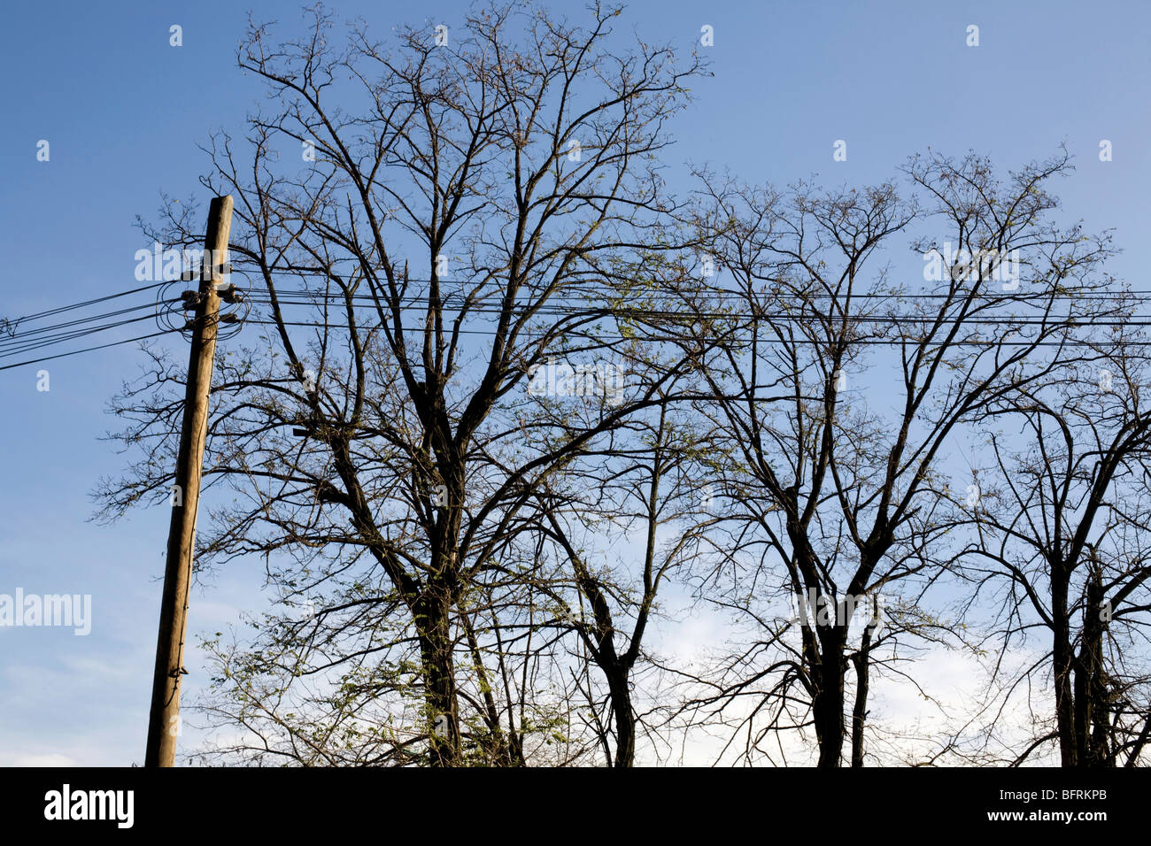 Power lines and trees against blue sky Milan Italy Stock Photo - Alamy