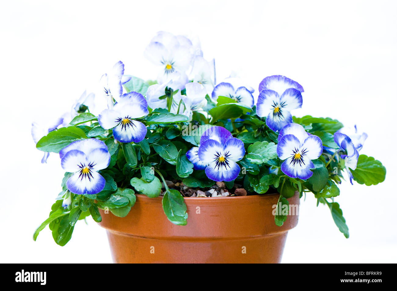 Viola Rocky Purple Swirl Stock Photo - Alamy