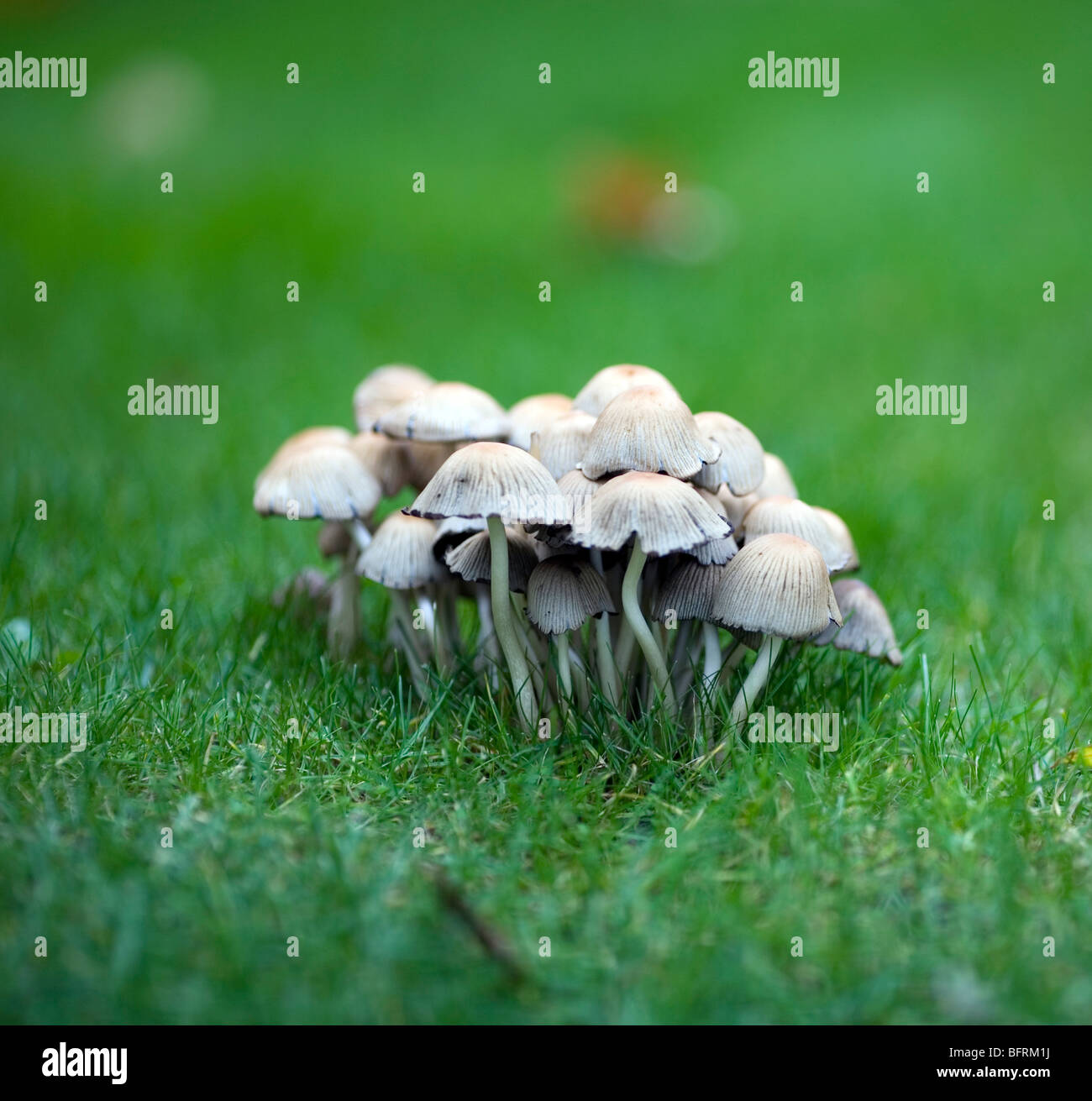 Cluster wild inky cap hi-res stock photography and images - Alamy