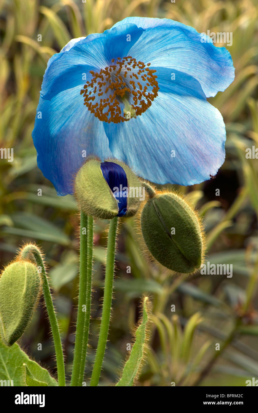 Vetical garden hi-res stock photography and images - Alamy