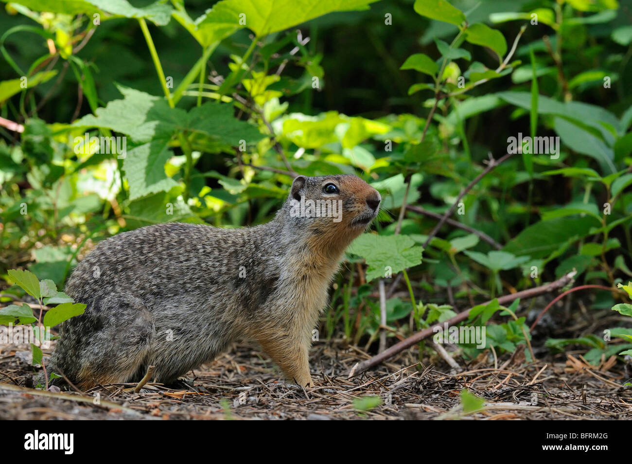 Columbian Ground Squirrel (Spermophilus columbianus) in Glacier ...