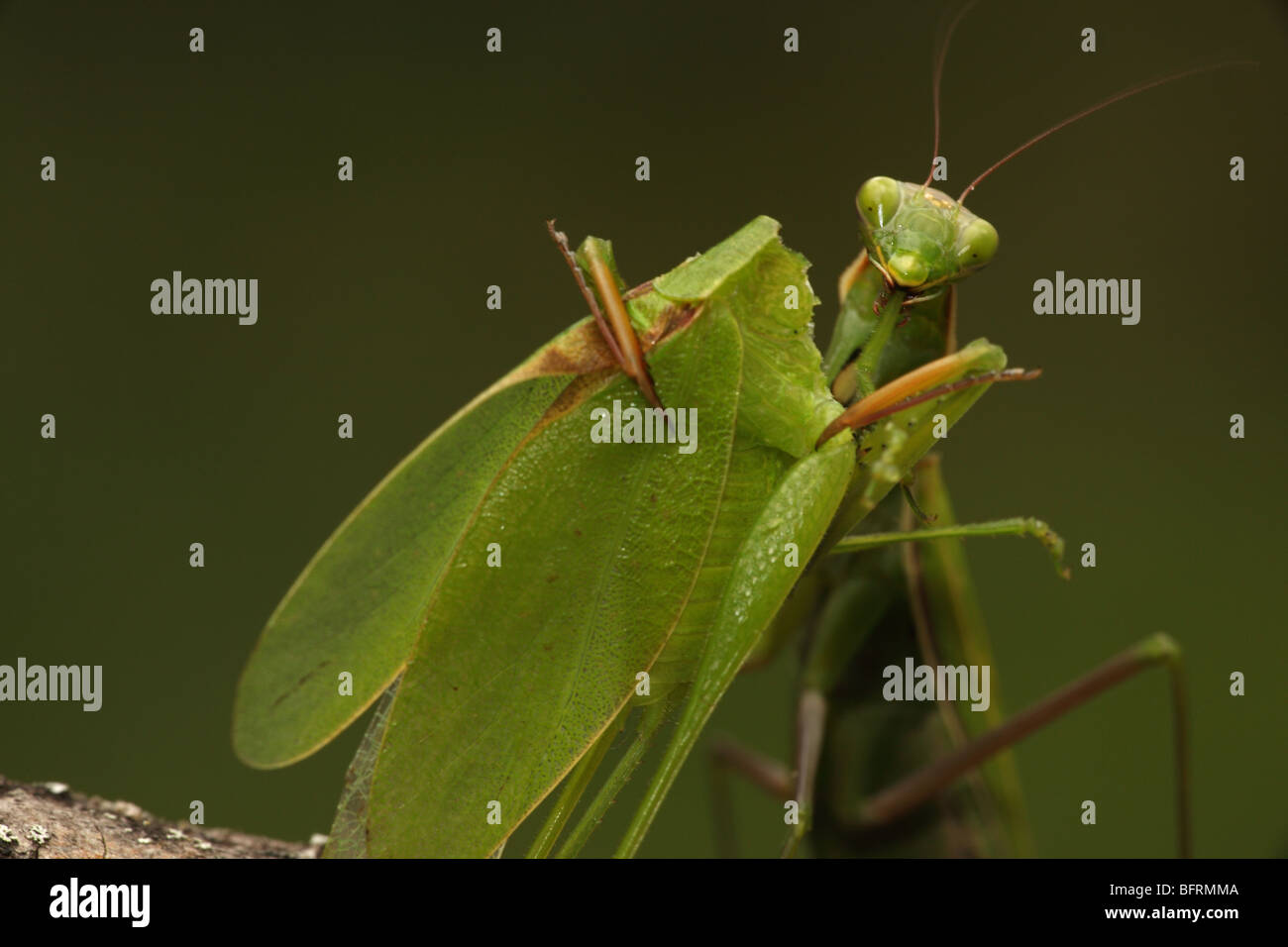 Mantidae feed hi-res stock photography and images - Alamy