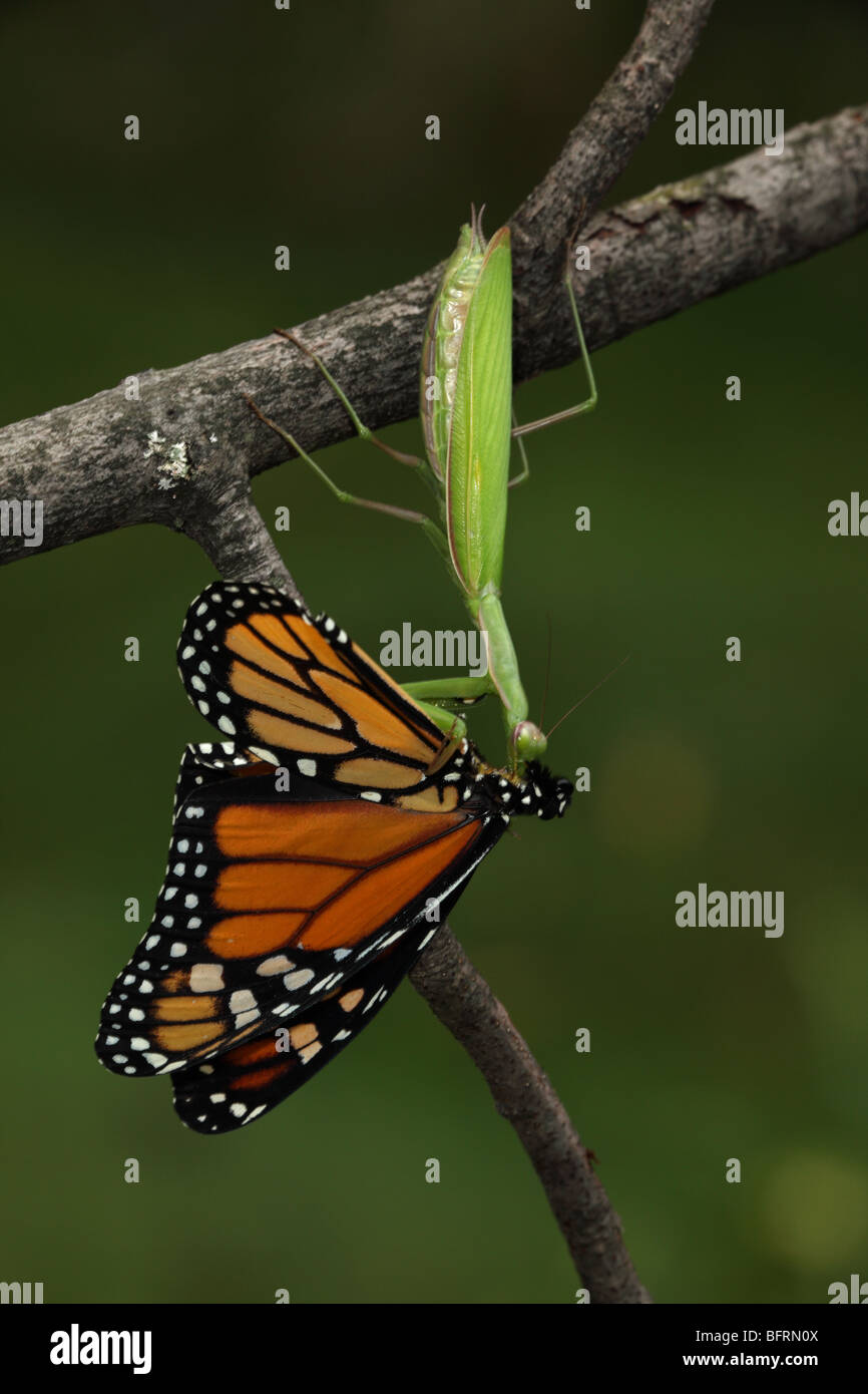 European Mantid (Mantis religiosa) Eating Monarch Butterfly (Danaus ...