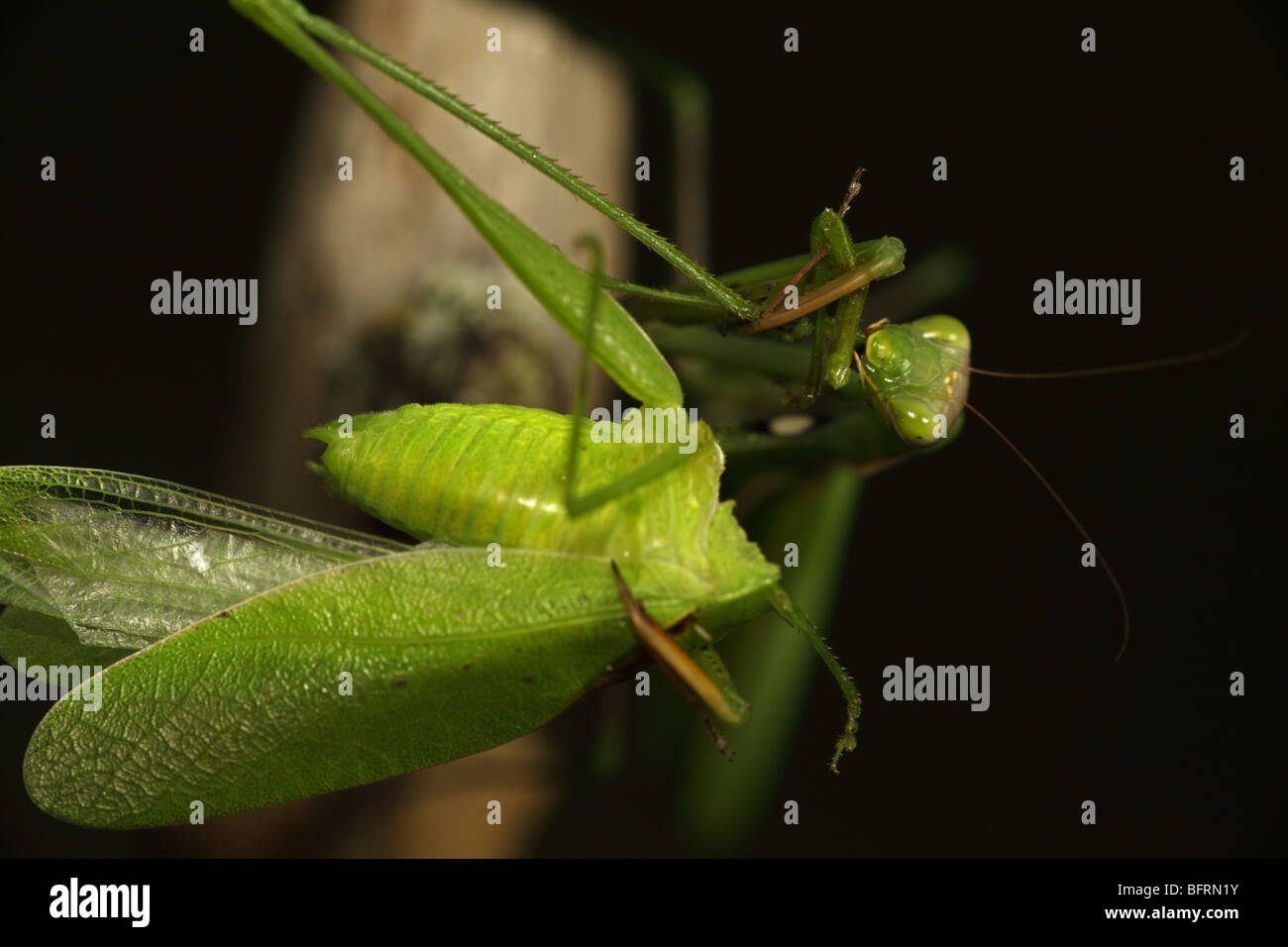 Mantidae feed hi-res stock photography and images - Alamy