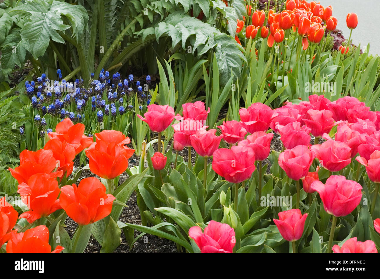 Flower border hi-res stock photography and images - Alamy