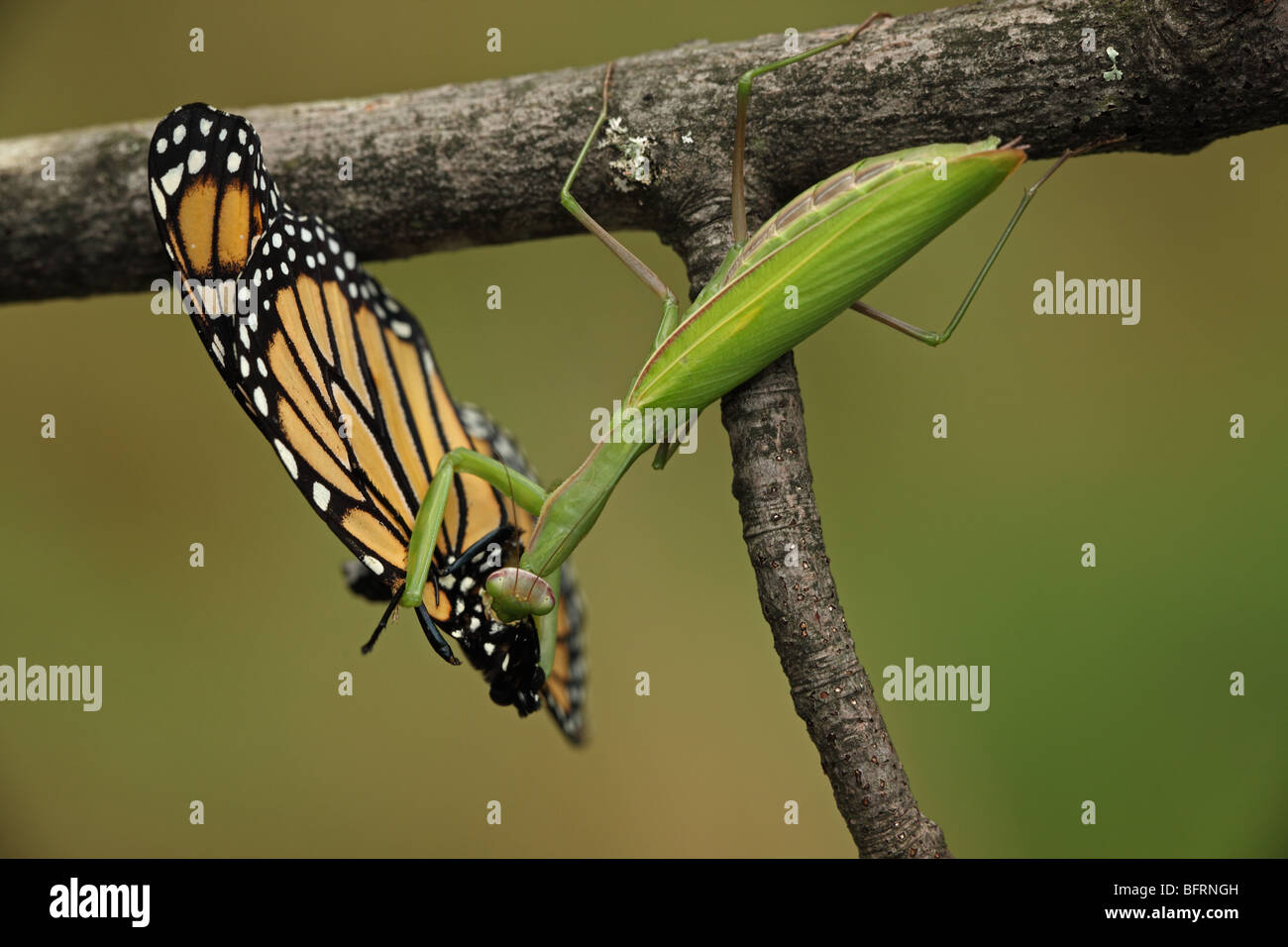 Predatory mantis eating butterfly european hi-res stock photography and ...