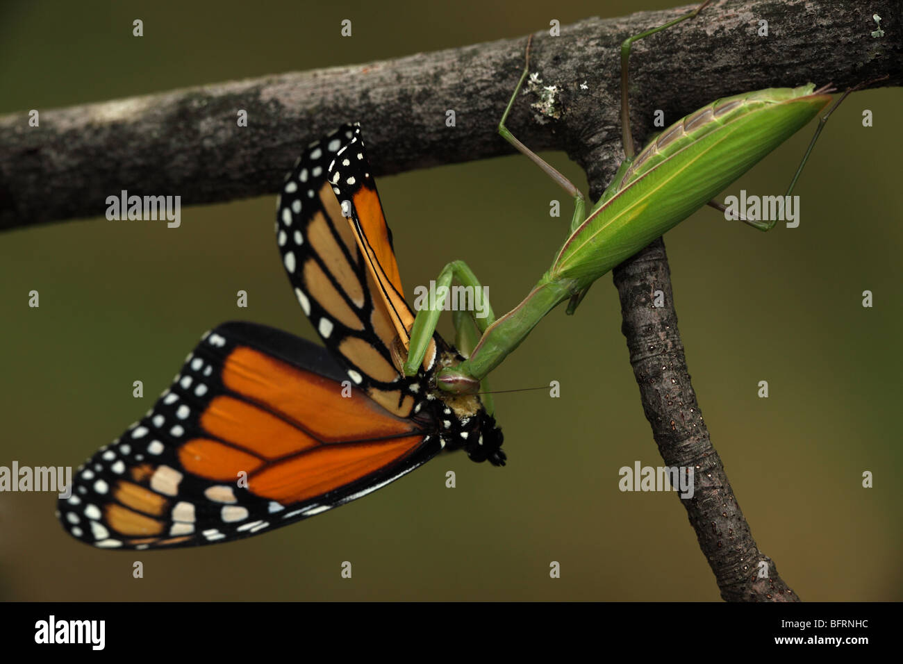 European Mantid (Mantis religiosa) Eating Monarch Butterfly (Danaus ...