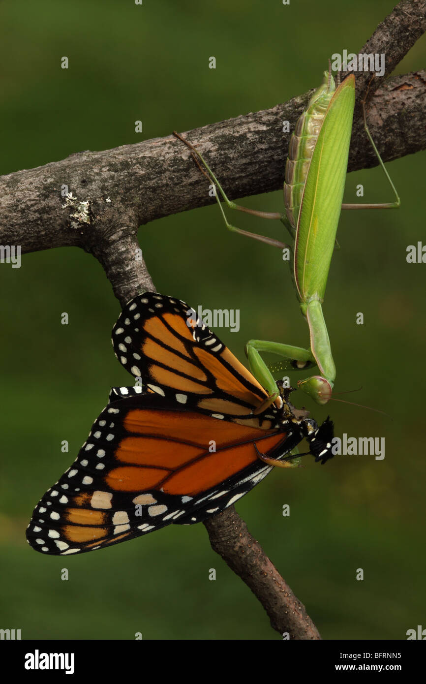 European Mantid (Mantis religiosa) Eating Monarch Butterfly (Danaus ...