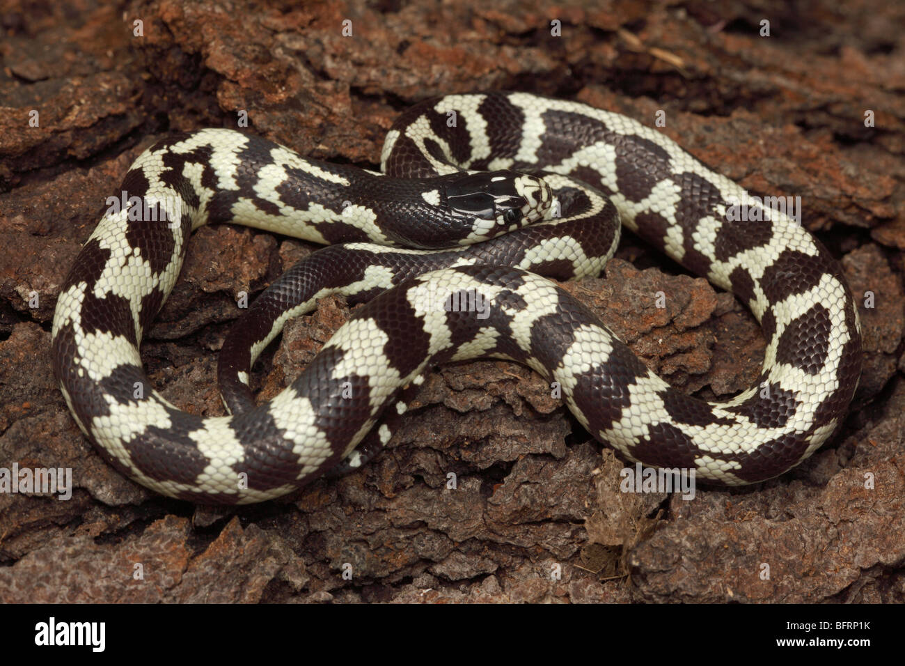 Aberrant phase hi-res stock photography and images - Alamy