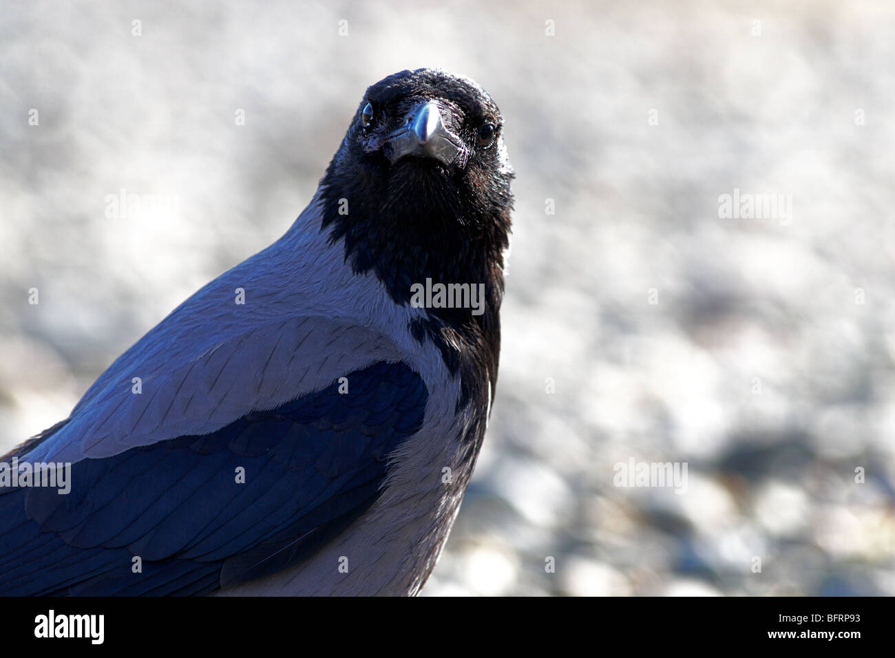 crow looking towards camera Stock Photo - Alamy