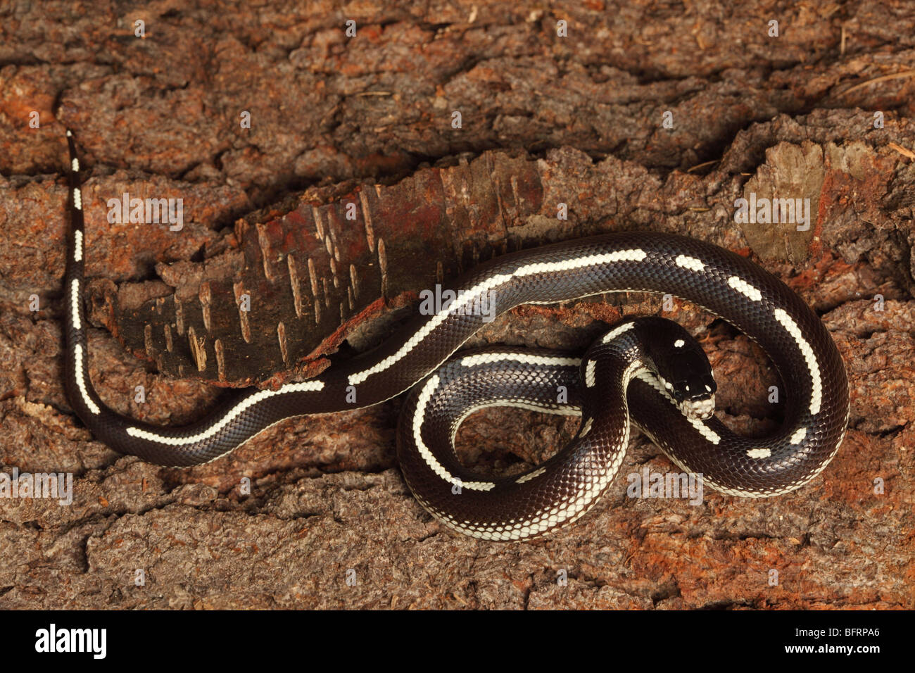 Kingsnakes reptiles hi-res stock photography and images - Alamy