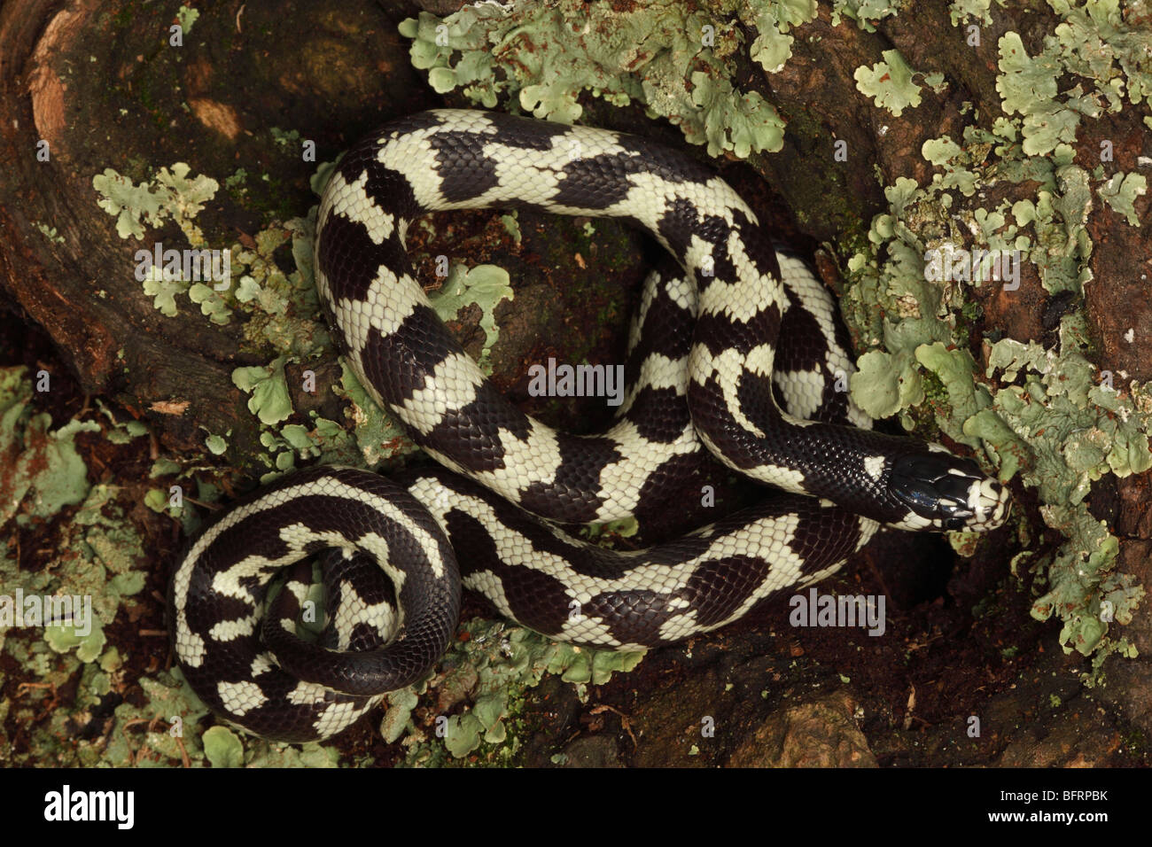 California Kingsnake (aberrant phase) (Lampropeltis getulus californiae ...