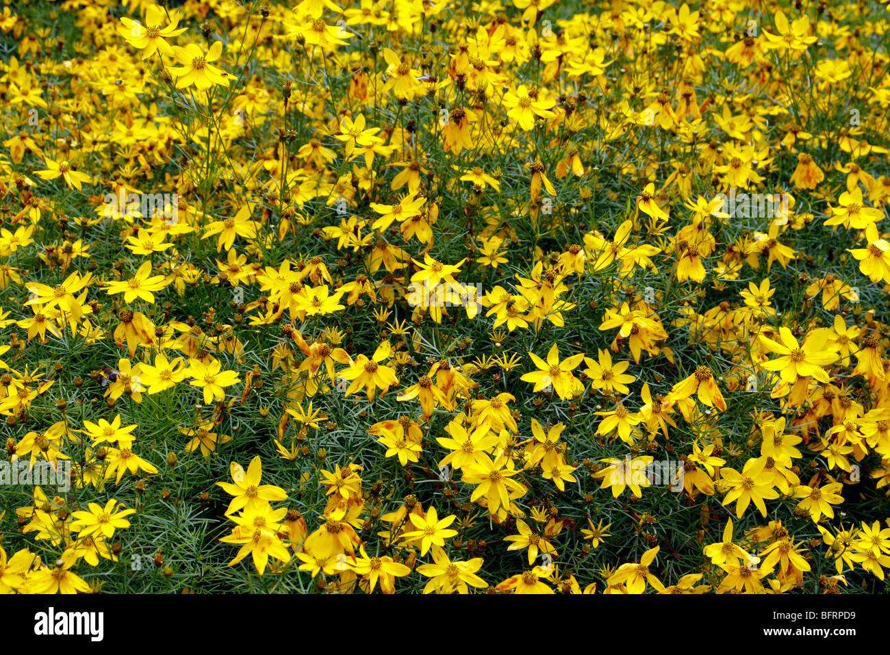 Coreopsis verticillata zagreb hi-res stock photography and images - Alamy