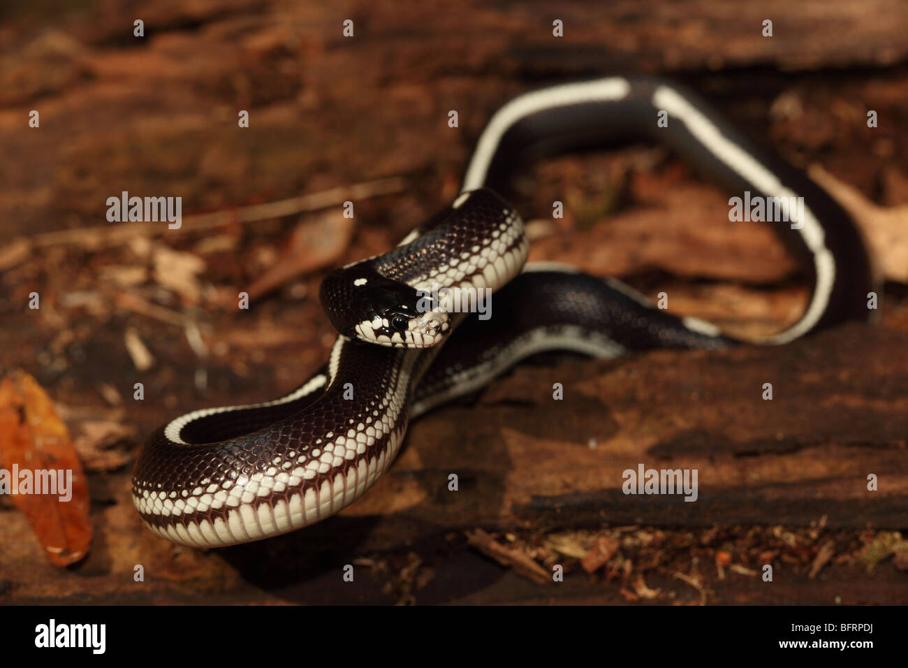 Kingsnakes reptiles hi-res stock photography and images - Alamy