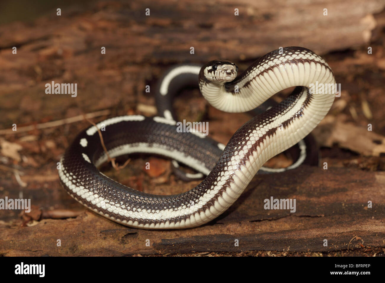 California Kingsnake (striped phase) (Lampropeltis getulus californiae ...