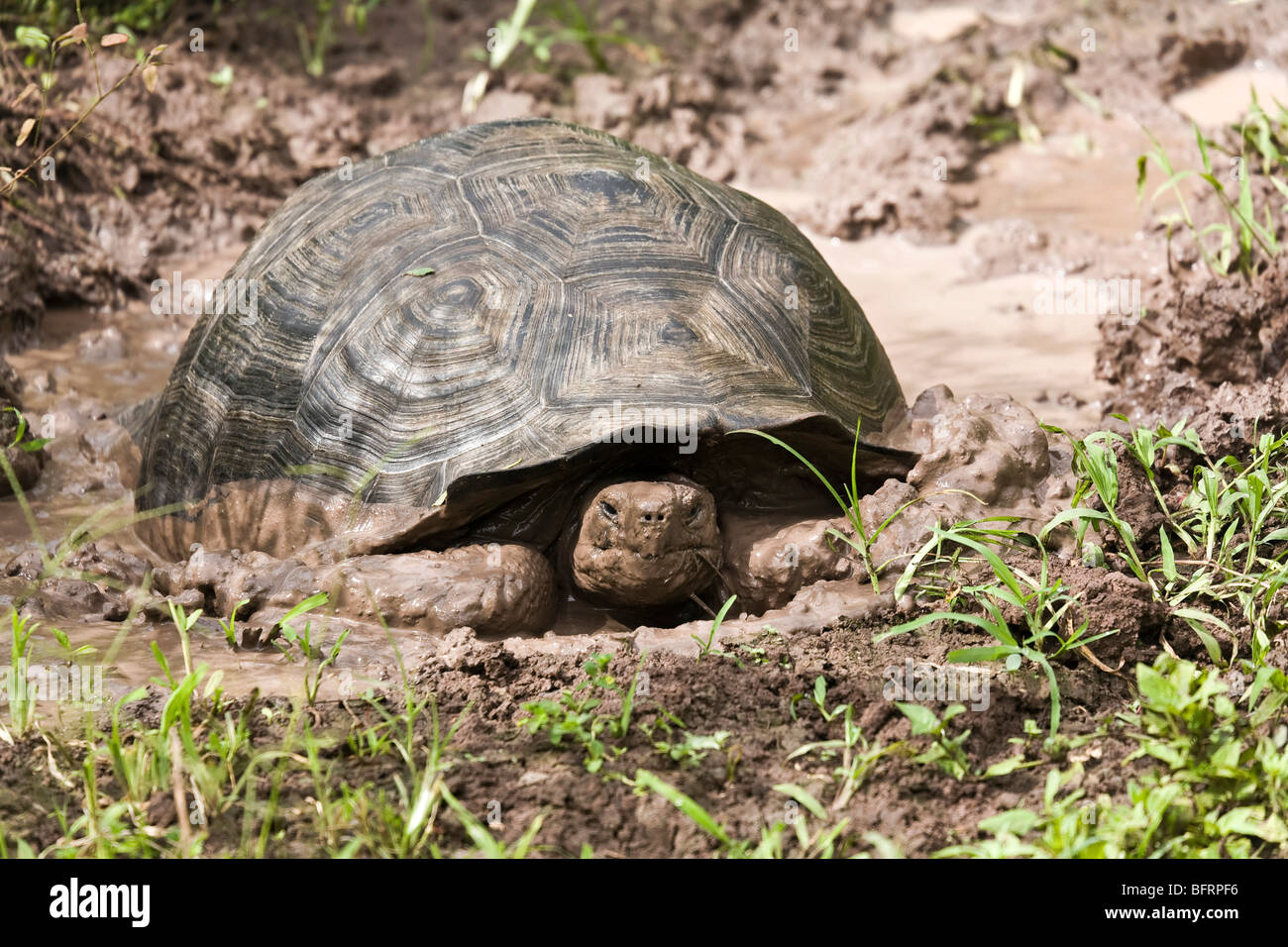 Galapagos giant tortoise (Geochelone nigra porteri) bathing in mud ...