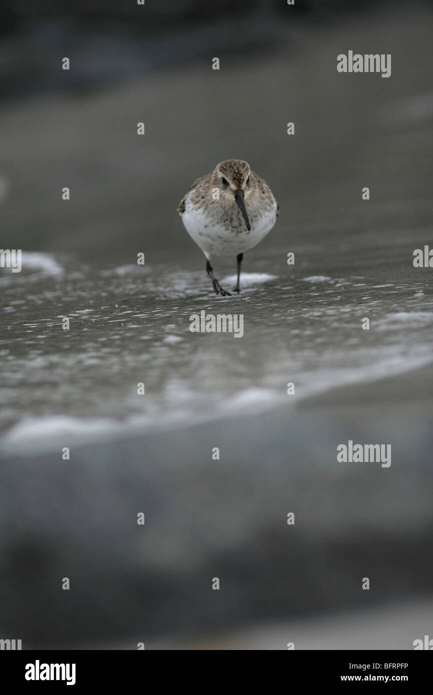 shorebird feeding by searching the shoreline Stock Photo - Alamy