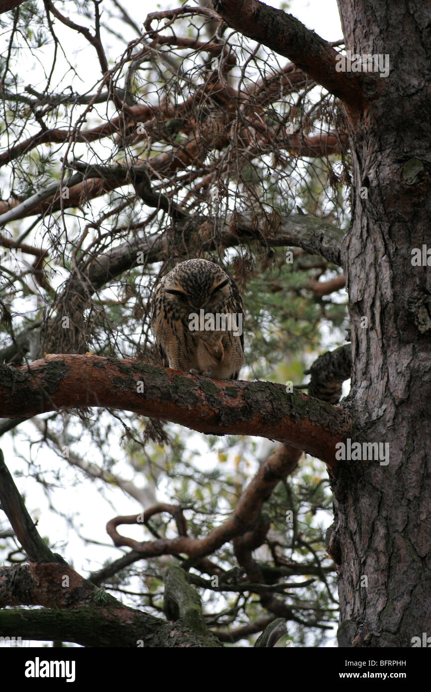 Hubro hi-res stock photography and images - Alamy