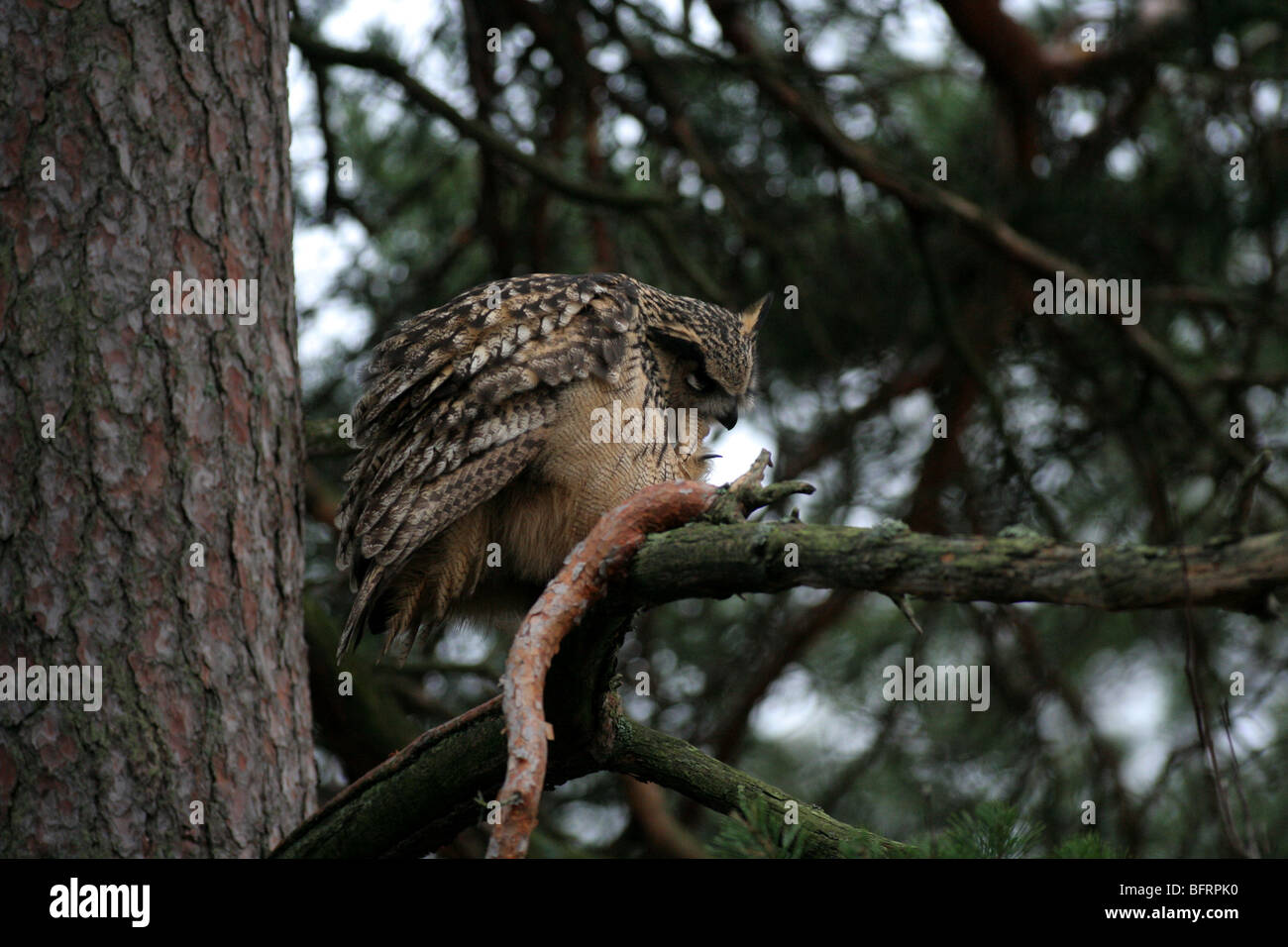 eagle owl preening in tree Stock Photo - Alamy