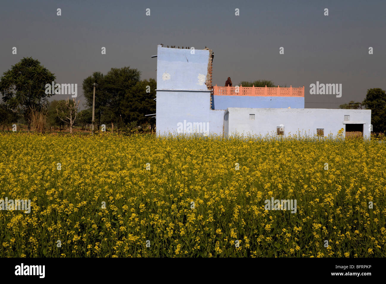 Blue house Abhaneri near Jaipur Rajasthan India Stock Photo - Alamy