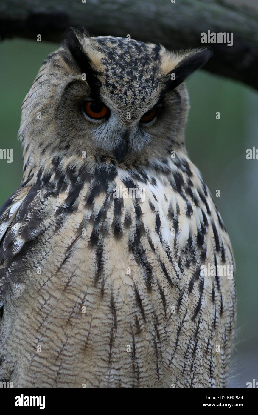 Hubro hi-res stock photography and images - Alamy