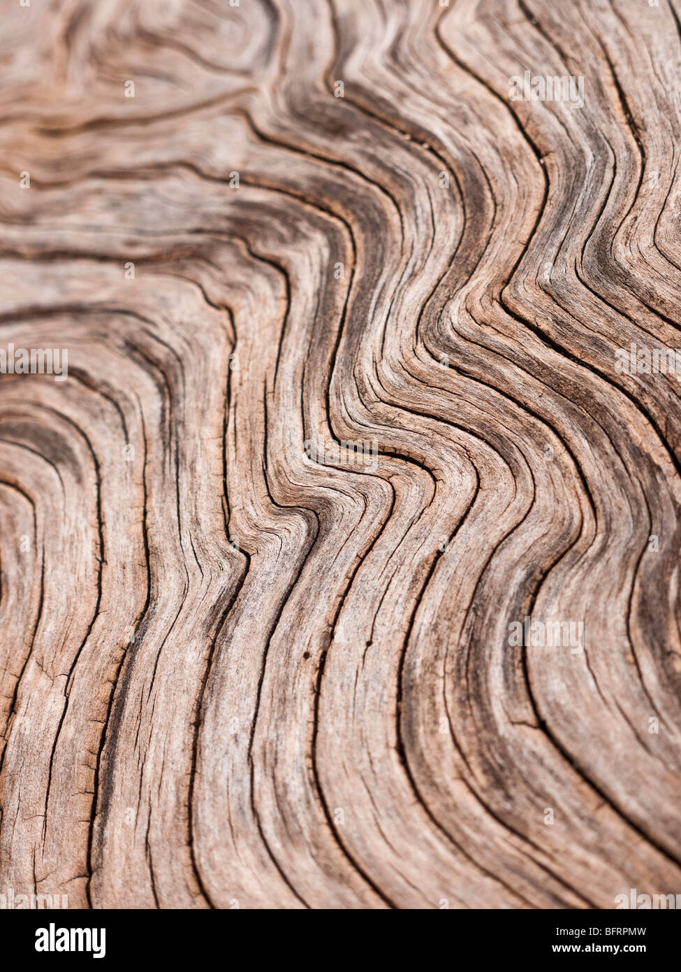 Dead tree patterns in Mark Ash Wood New Forest Hampshire UK Stock Photo ...