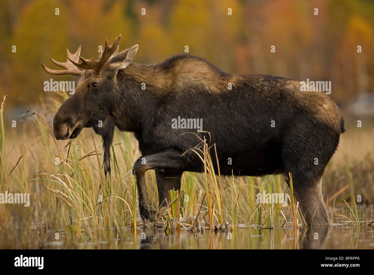 Moose (Alces alces) - Male - Young Bull - Tupper Lake - Adirondack ...