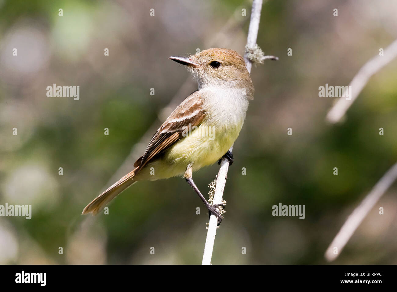Galapagos Flycatcher (Myiarchus magnirostris Stock Photo - Alamy