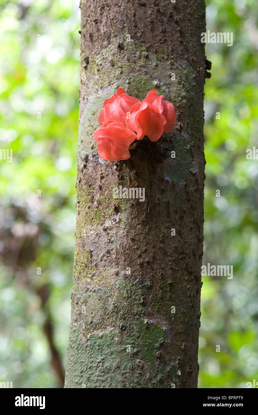 Rose-of-the-Mountain (Brownea sp.) flowers directly on trunk Iwokrama ...
