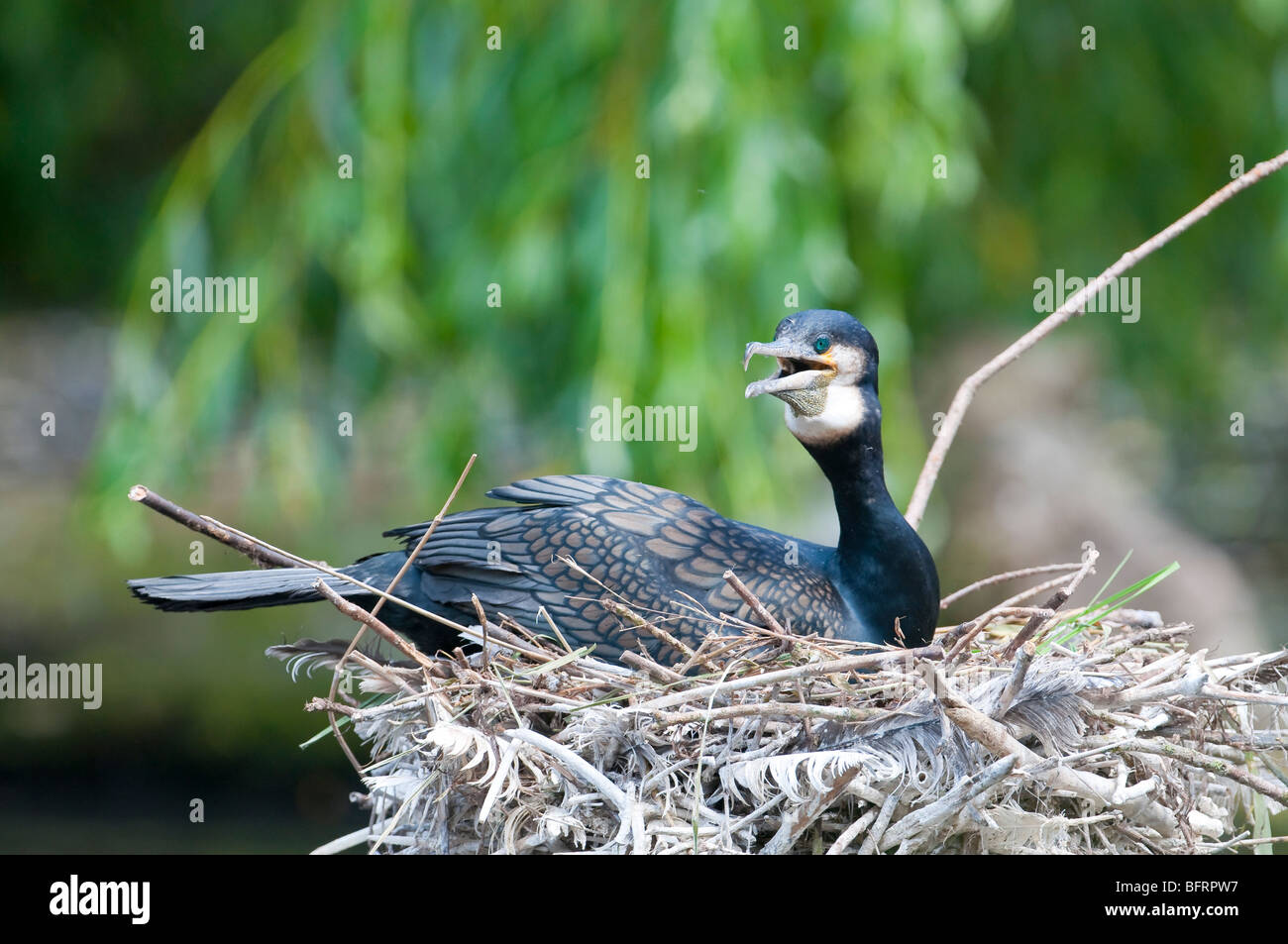 Kormoran - Great Cormorant - Phalacrocorax carbo - Europe Stock Photo ...