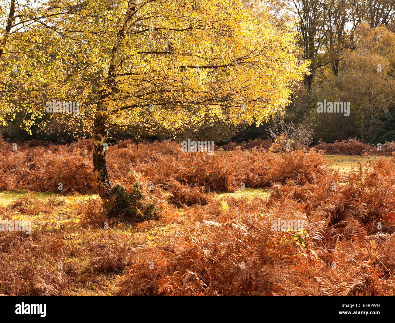 Rufus castle hi-res stock photography and images - Alamy